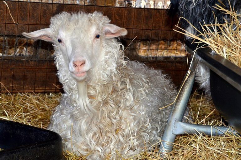 Pygora Goat - Breed Profile - Goat Journal